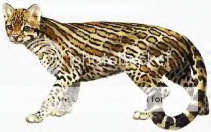 Proailurus Animated Gifs | Photobucket